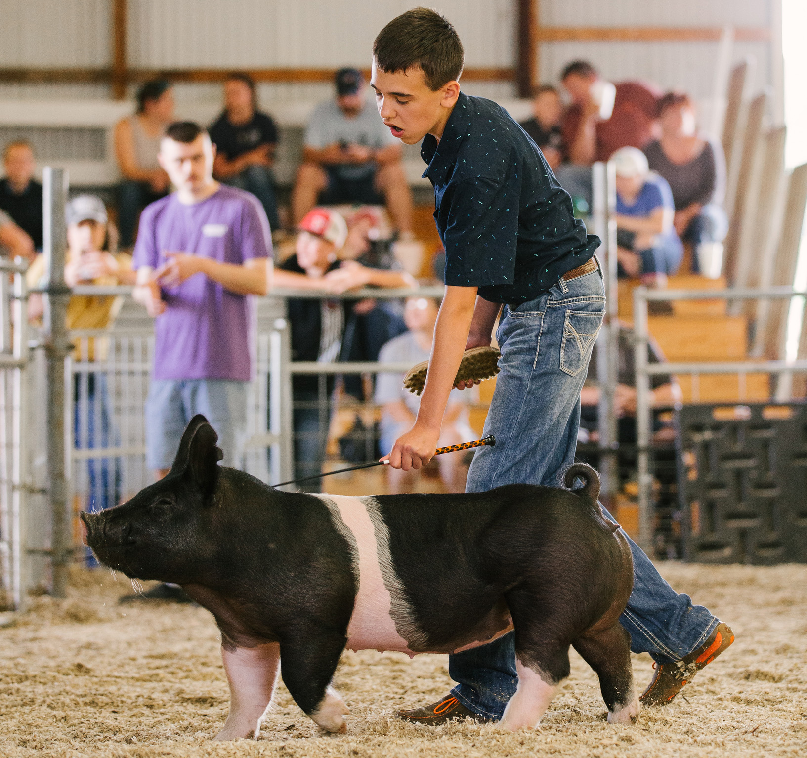 Engle's Showpigs